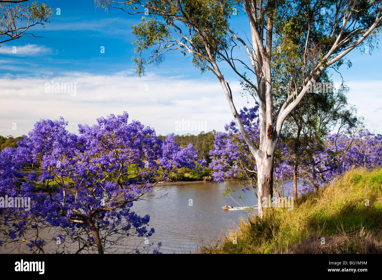 Jacaranda trees in bloom, Queensland, Australia Stock Photo - Alamy