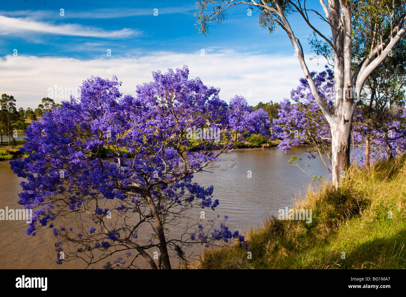 Jacaranda trees hi-res stock photography and images - Alamy