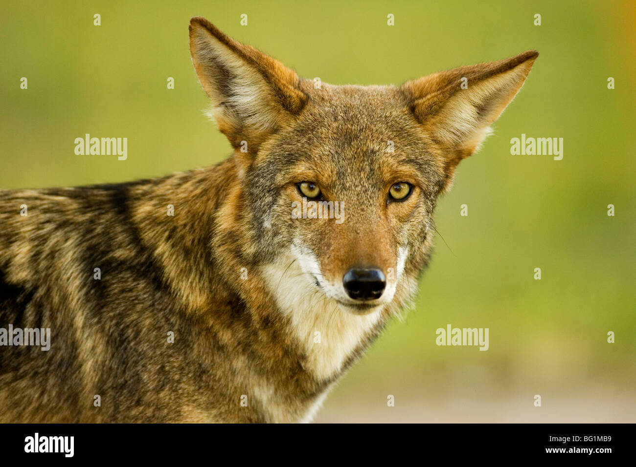 Coyotes, Big Bend National Park near Rio Grande Village, TX Stock Photo ...
