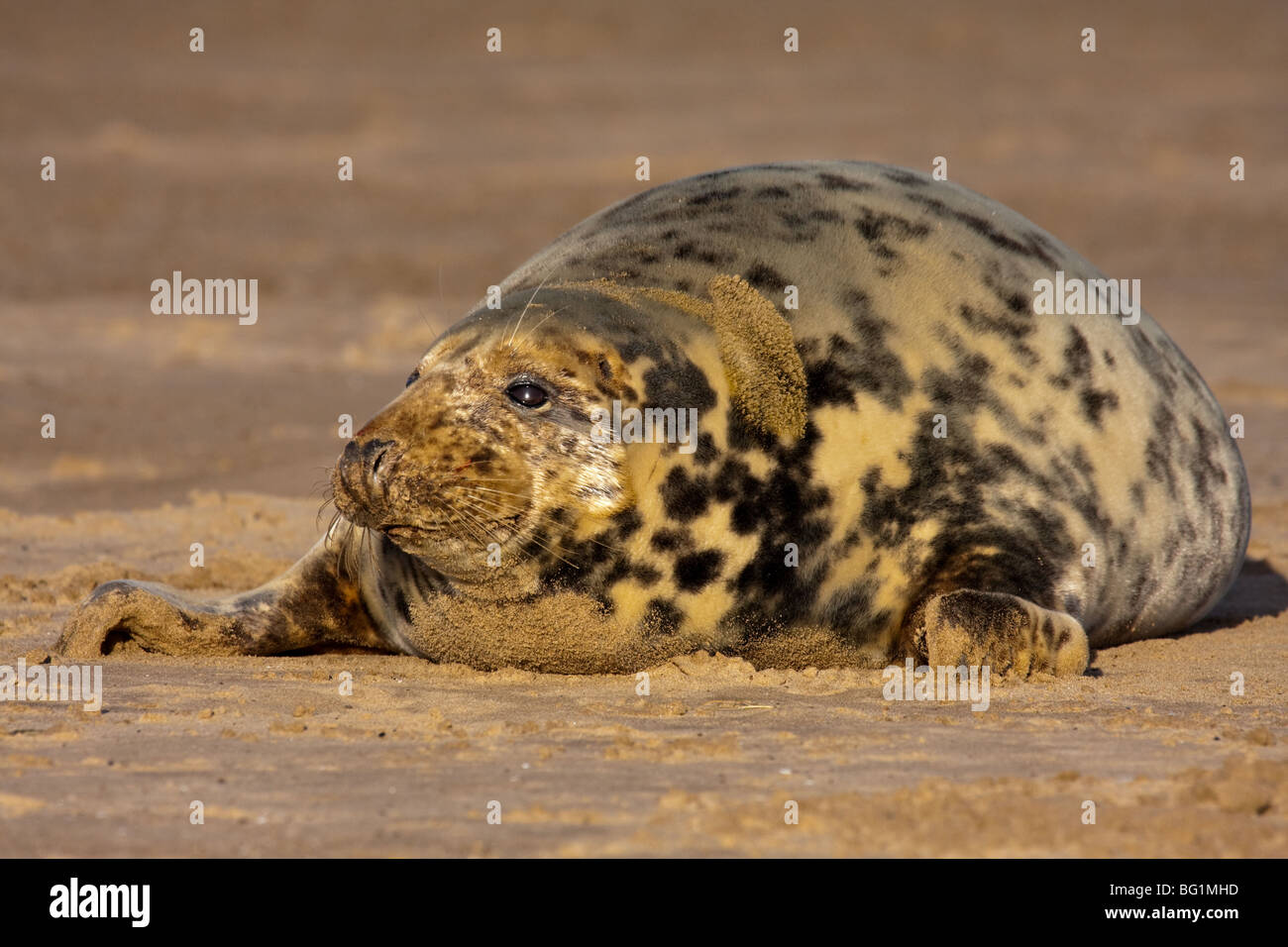female grey seal on beach Stock Photo - Alamy