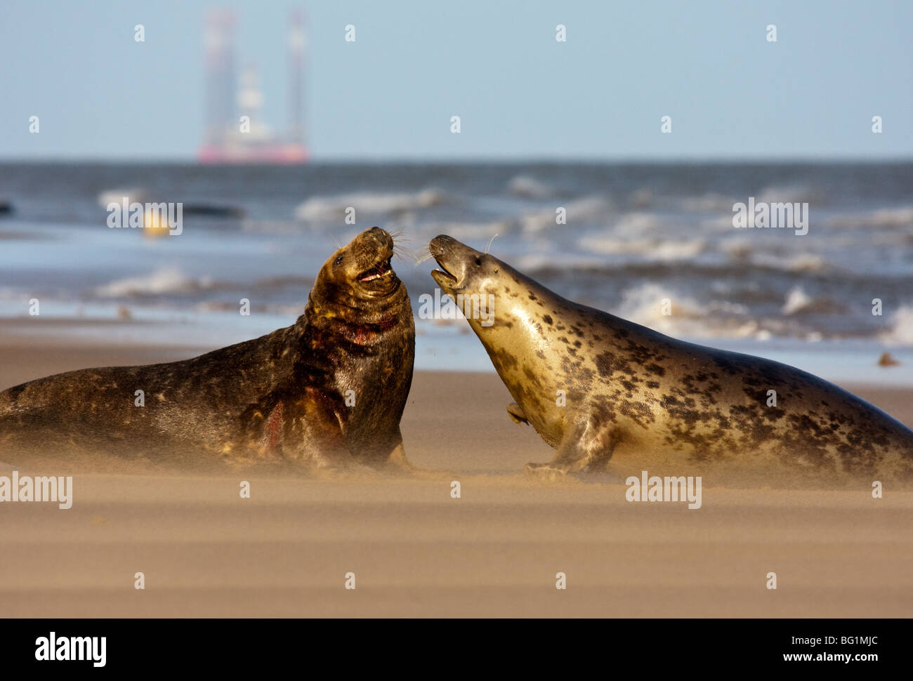 Bull mating with cow hi-res stock photography and images - Alamy