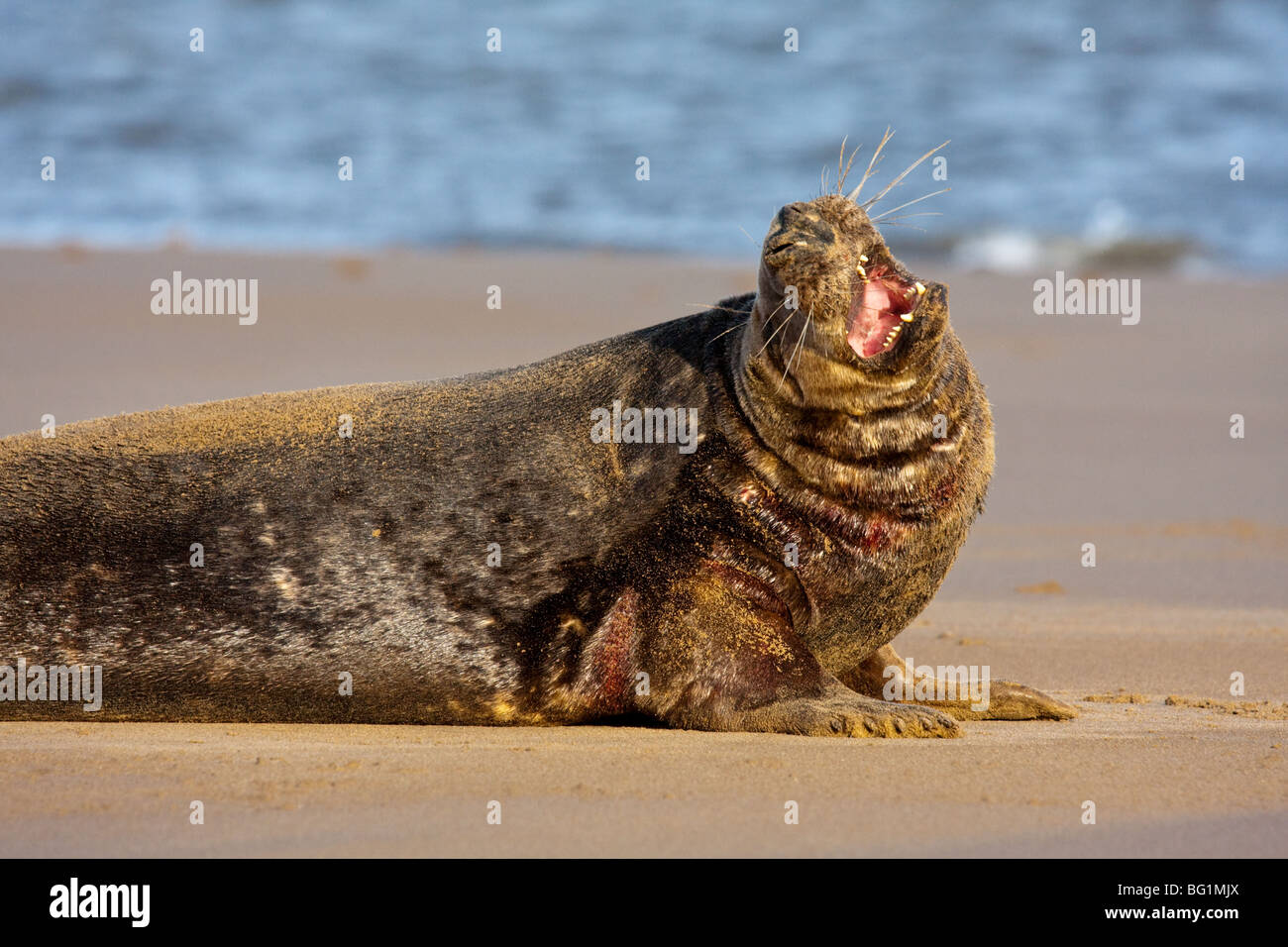 Bull seal having a good yawn Stock Photo - Alamy