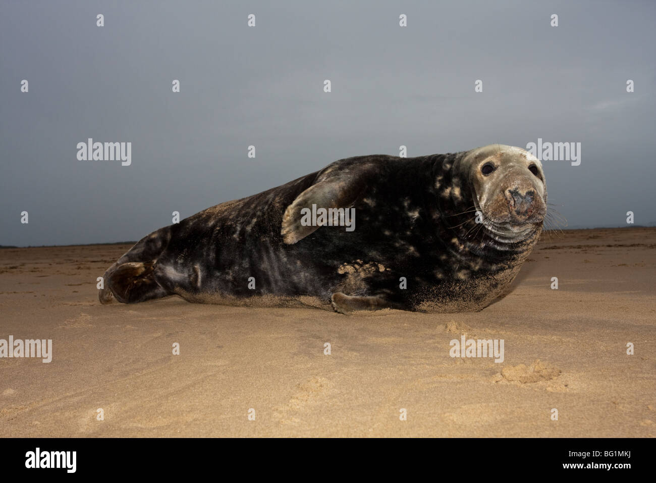 Bull Grey seal Stock Photo - Alamy
