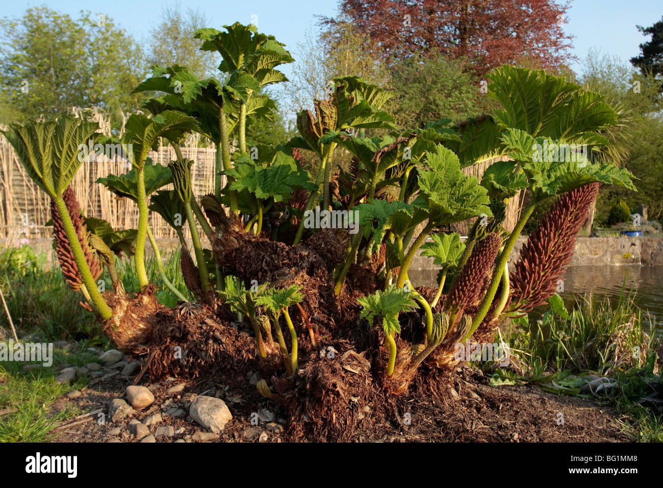 Gunnera plant hi-res stock photography and images - Alamy