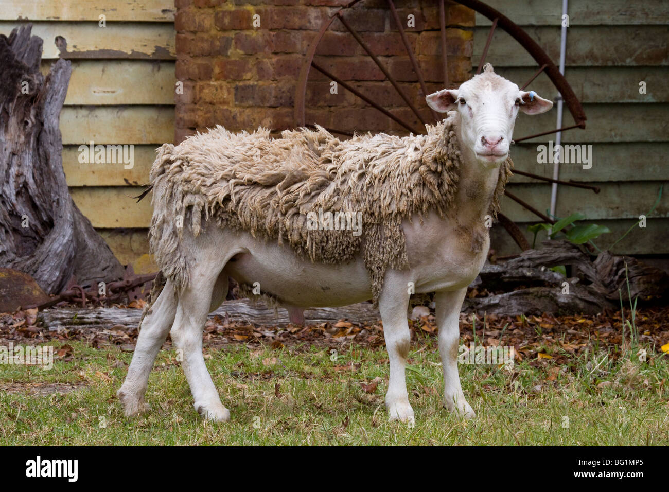 Half shorn sheep in rustic setting Stock Photo - Alamy