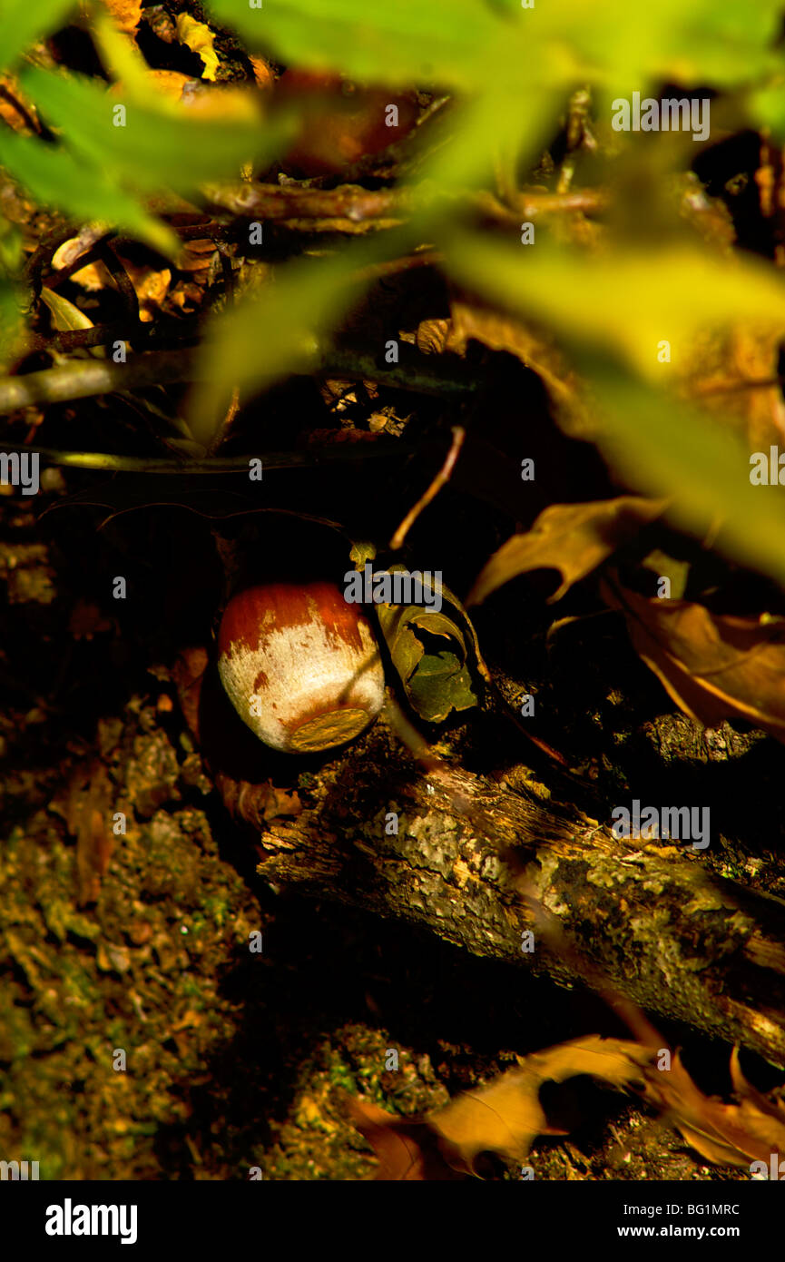 Acorn creek hi-res stock photography and images - Alamy