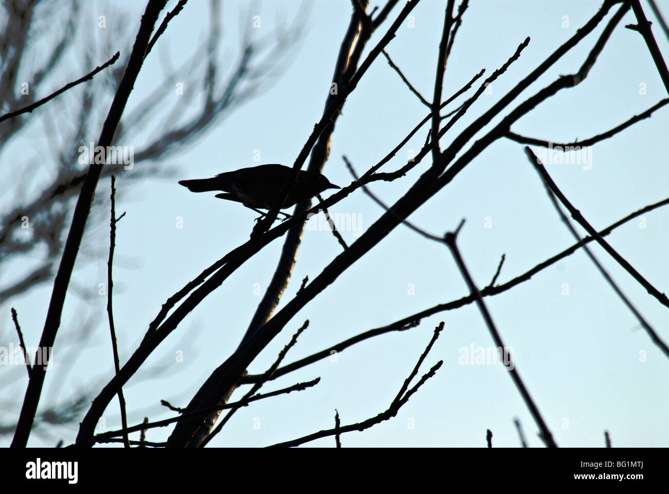 Robin in open branches of an autumn tree Stock Photo - Alamy