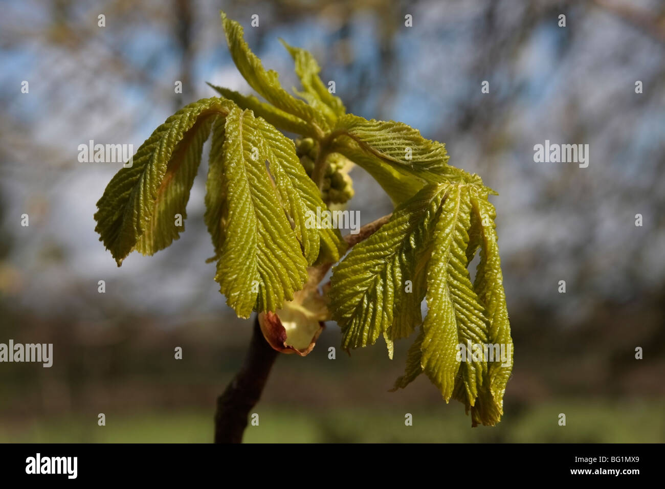 Young chestnut tree hi-res stock photography and images - Alamy