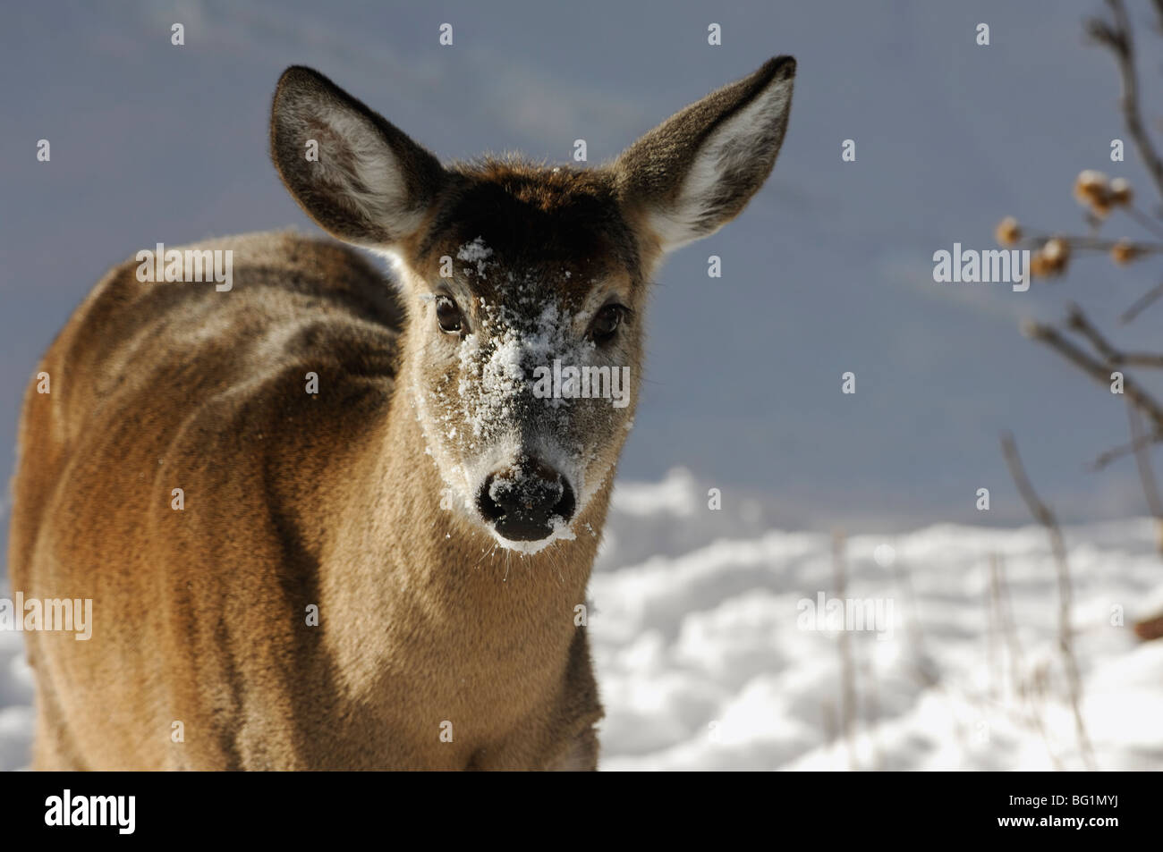 White tailed deer fawn face hi-res stock photography and images - Alamy