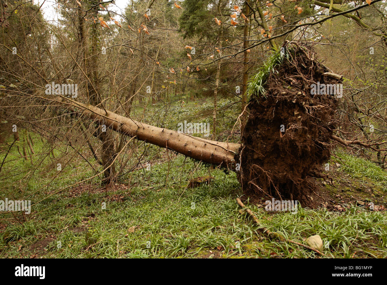 Weak trees hi-res stock photography and images - Alamy
