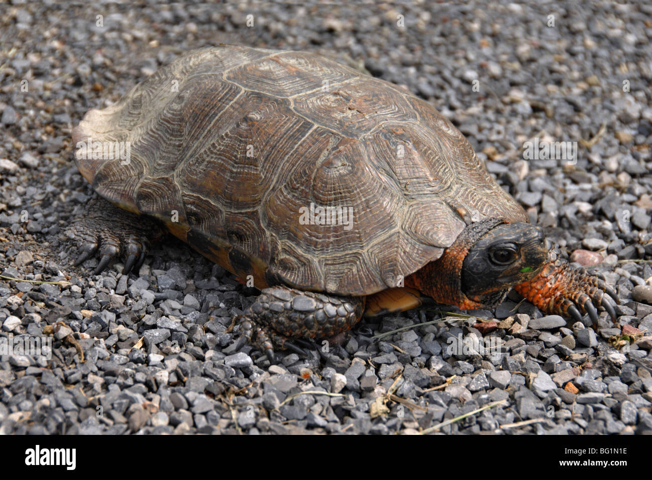 A hard-shell turtle on pebbly road Stock Photo - Alamy