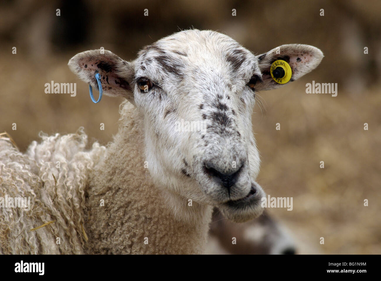 Chewing Sheep High Resolution Stock Photography and Images - Alamy
