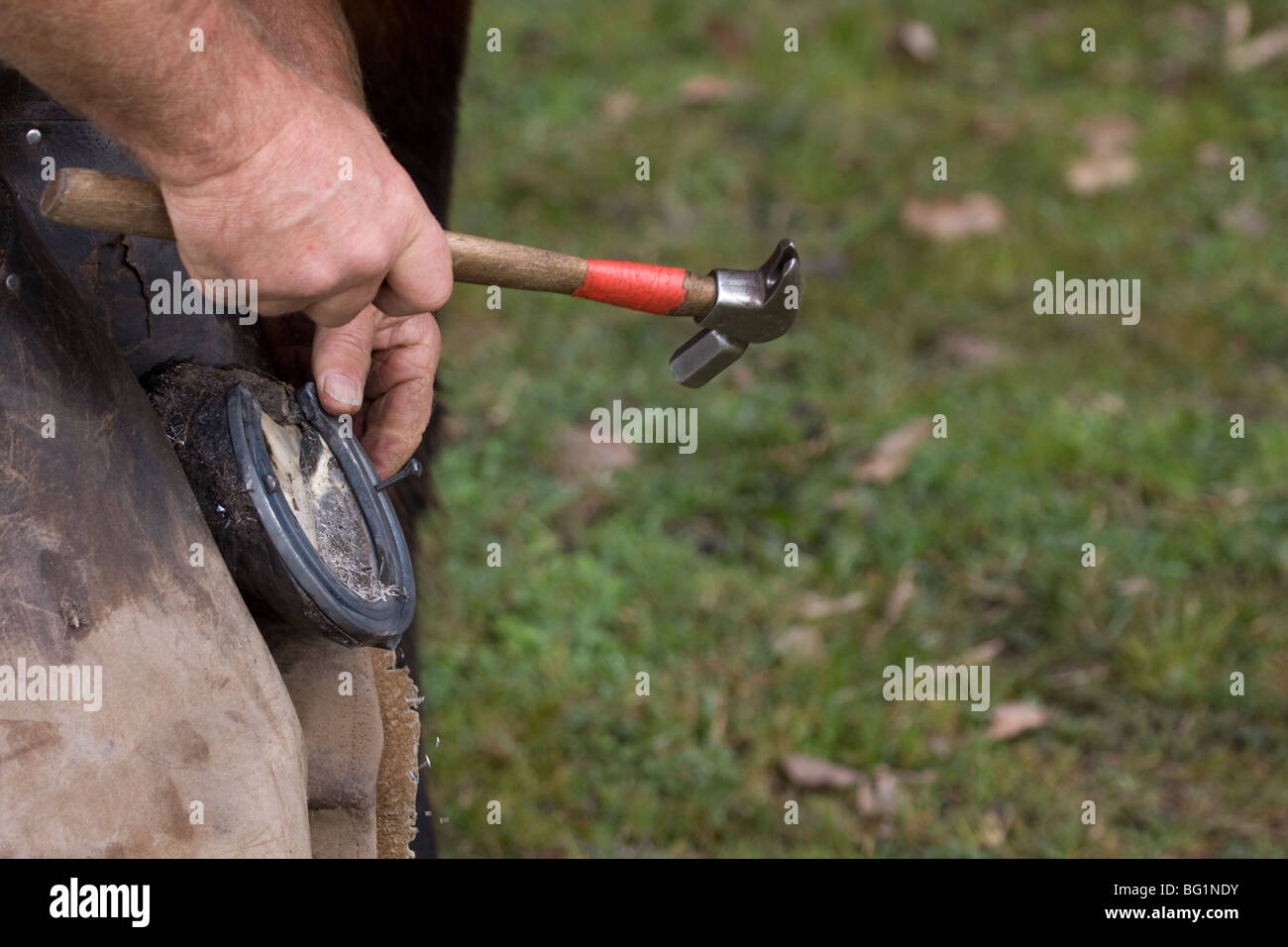 A farrier at work Stock Photo - Alamy