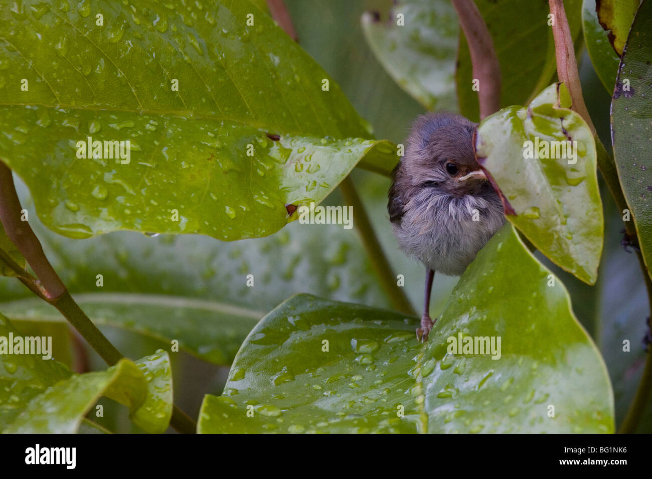 Blue wren chick hiding from hi-res stock photography and images - Alamy