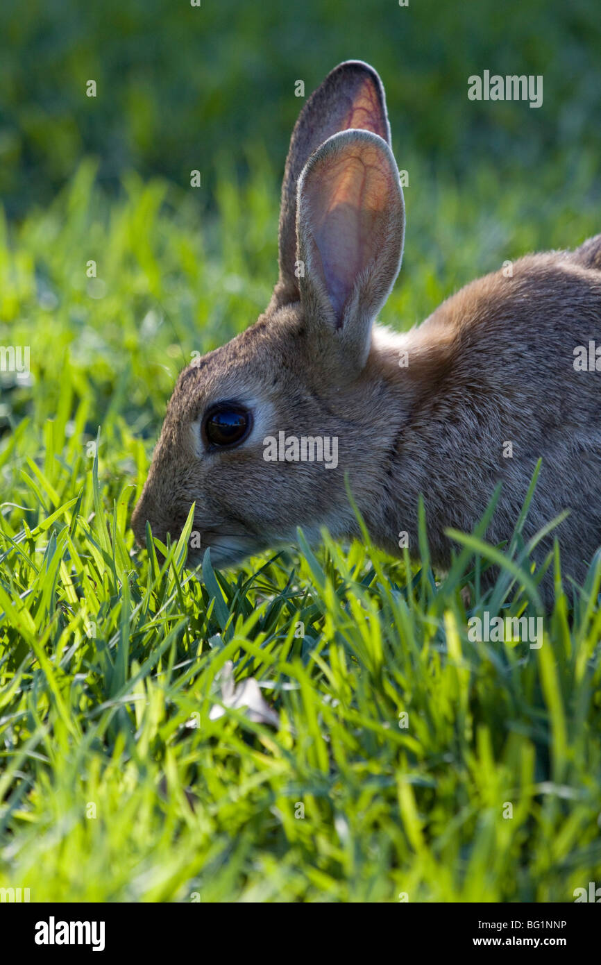 Grazing rabbit hi-res stock photography and images - Alamy