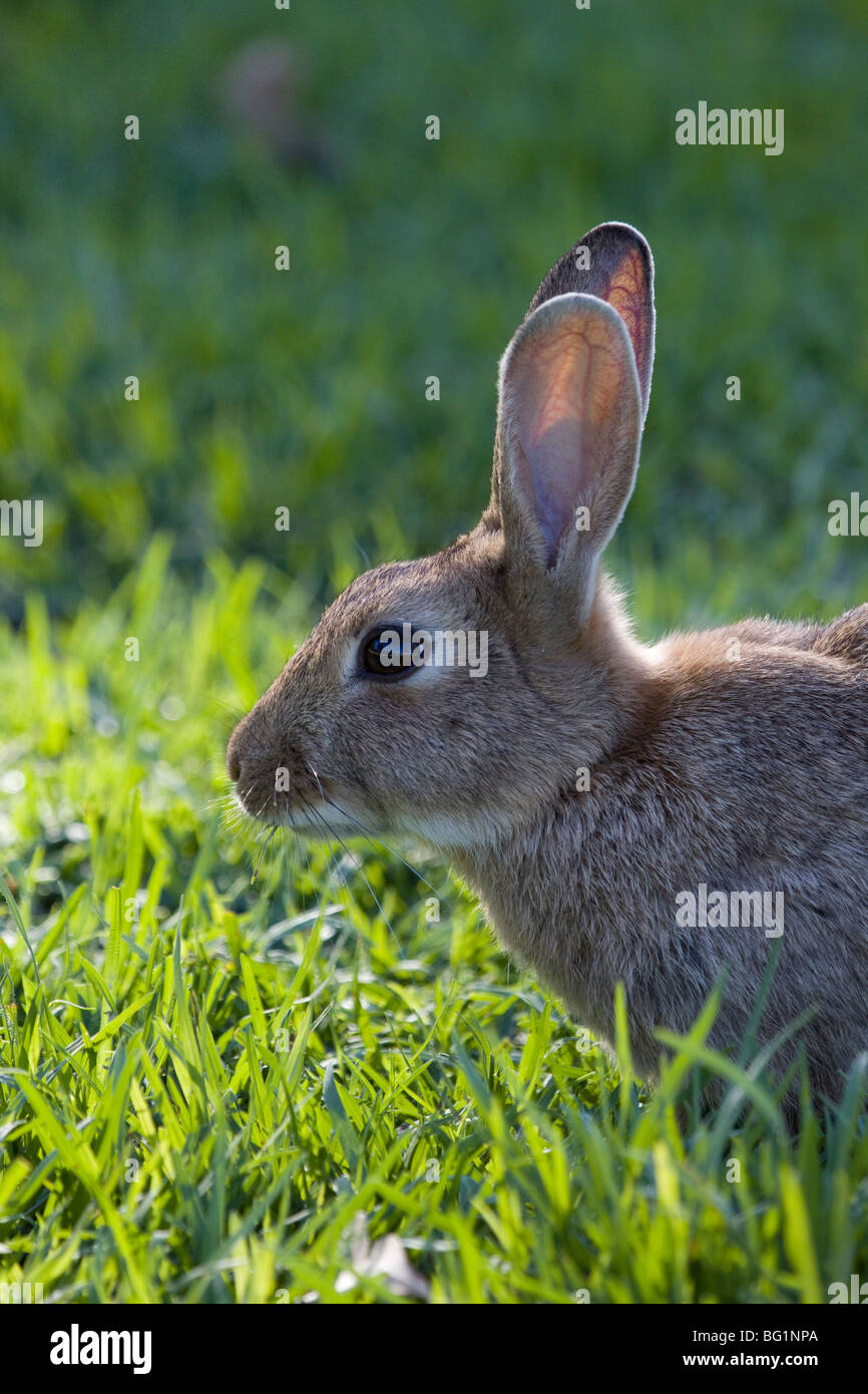 Rabbit grazing hi-res stock photography and images - Alamy