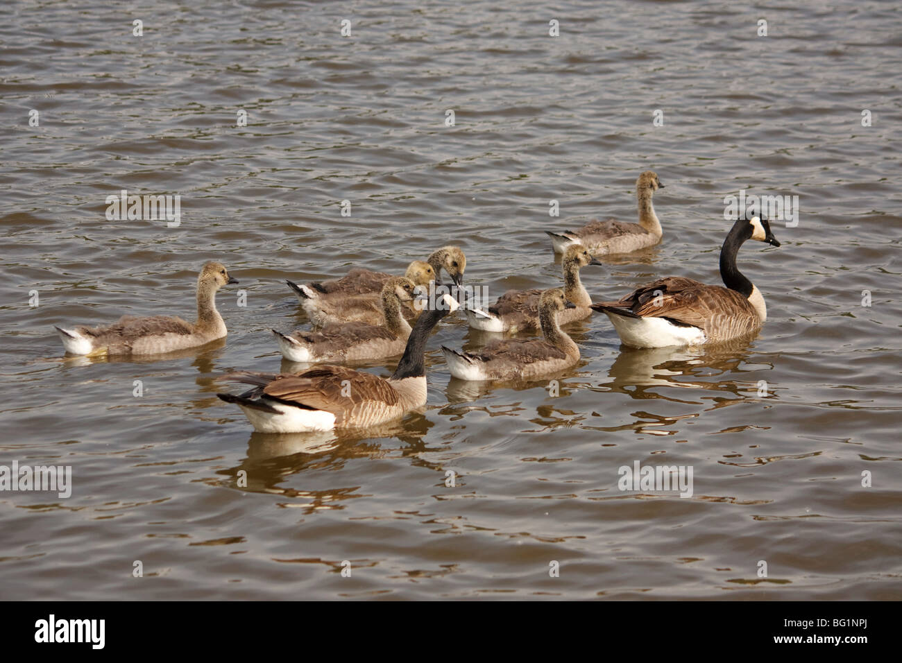 Canadian geese in the water Stock Photo - Alamy