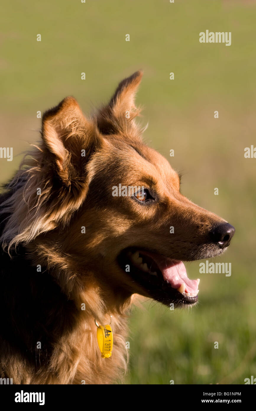 Head shot of a dog Stock Photo - Alamy