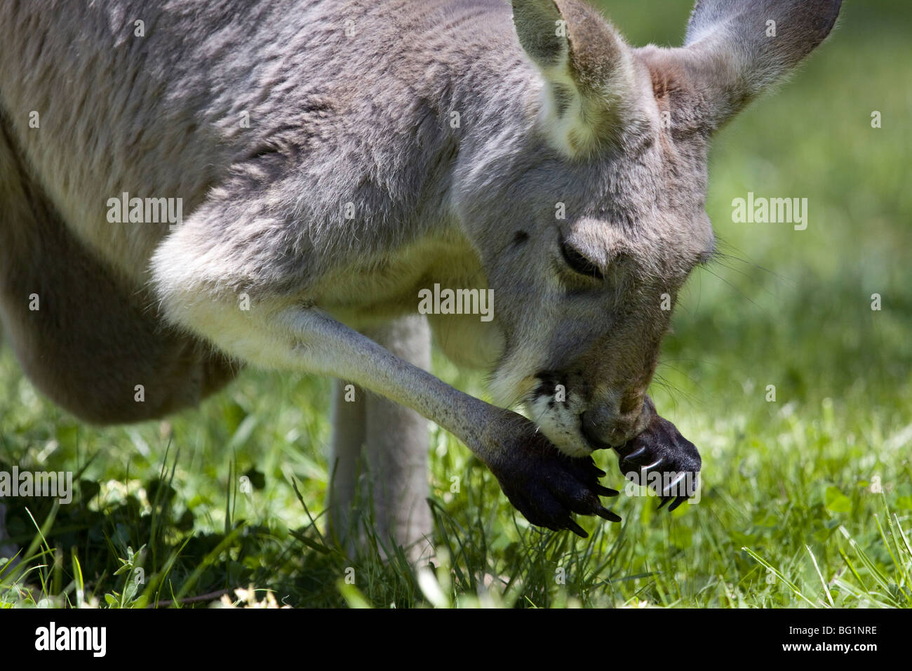 A kangaroo cleans its face in sunshine Stock Photo - Alamy
