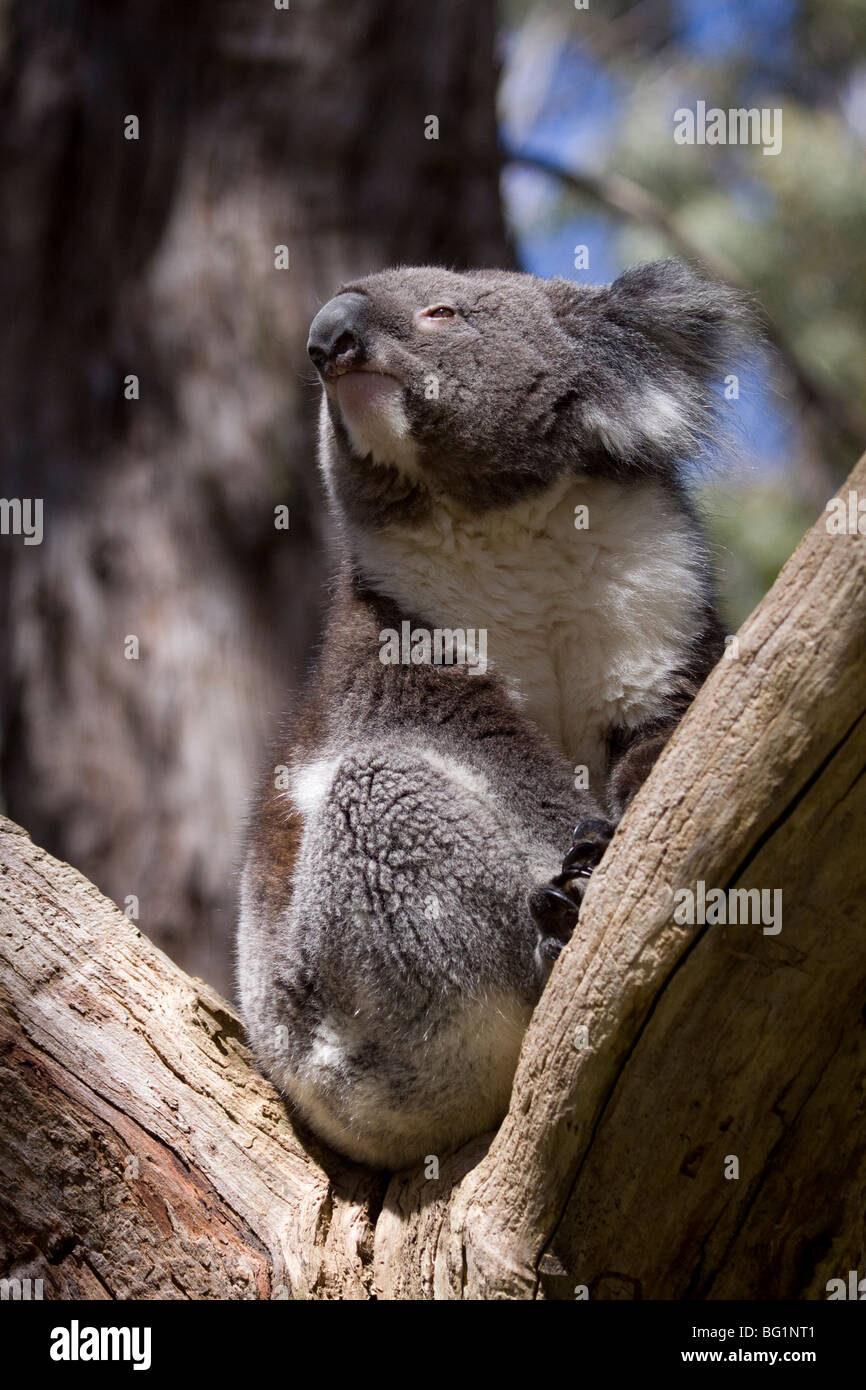 Koala in tree Stock Photo - Alamy