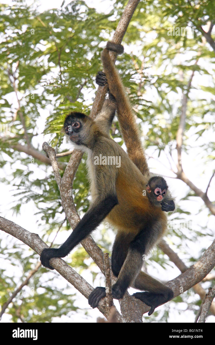 Central American Spider Monkey Stock Photo - Alamy