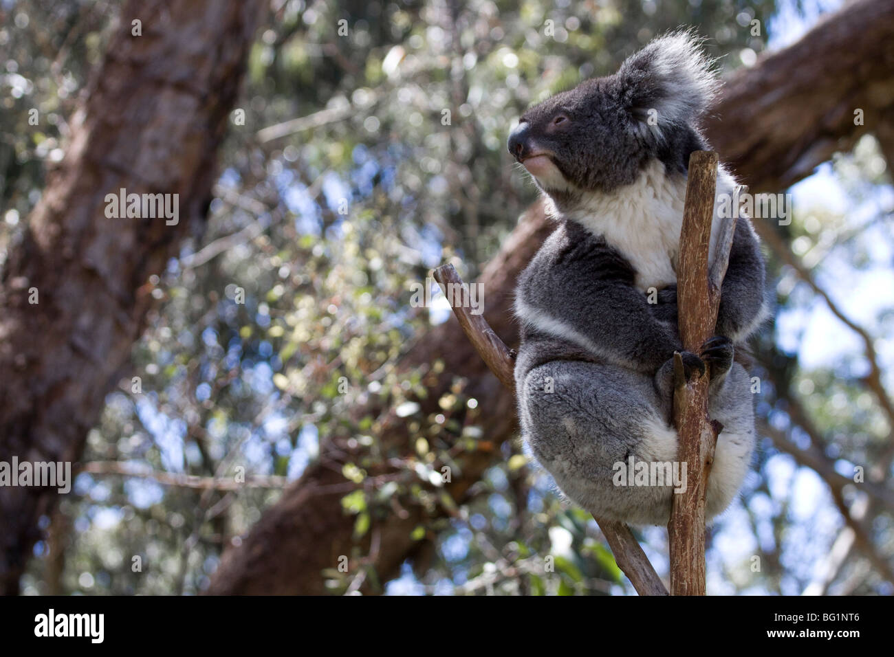 Koala in tree Stock Photo - Alamy
