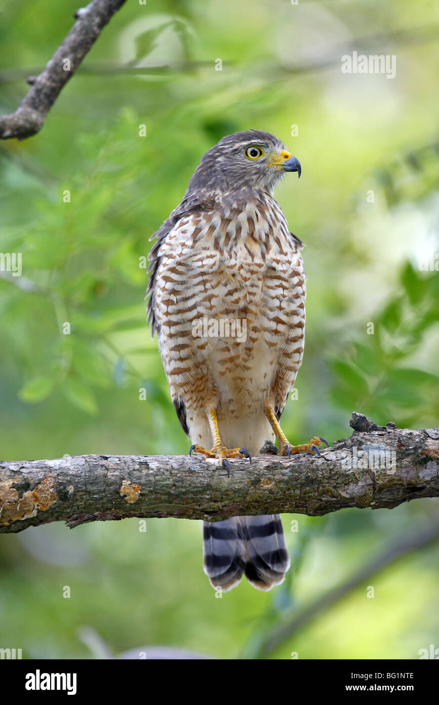Flying roadside hawk hi-res stock photography and images - Alamy