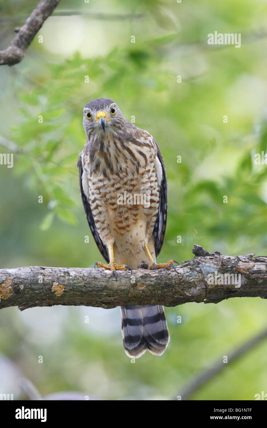 Roadside hawk hi-res stock photography and images - Alamy