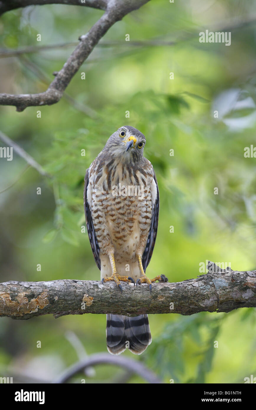 Flying roadside hawk hi-res stock photography and images - Alamy