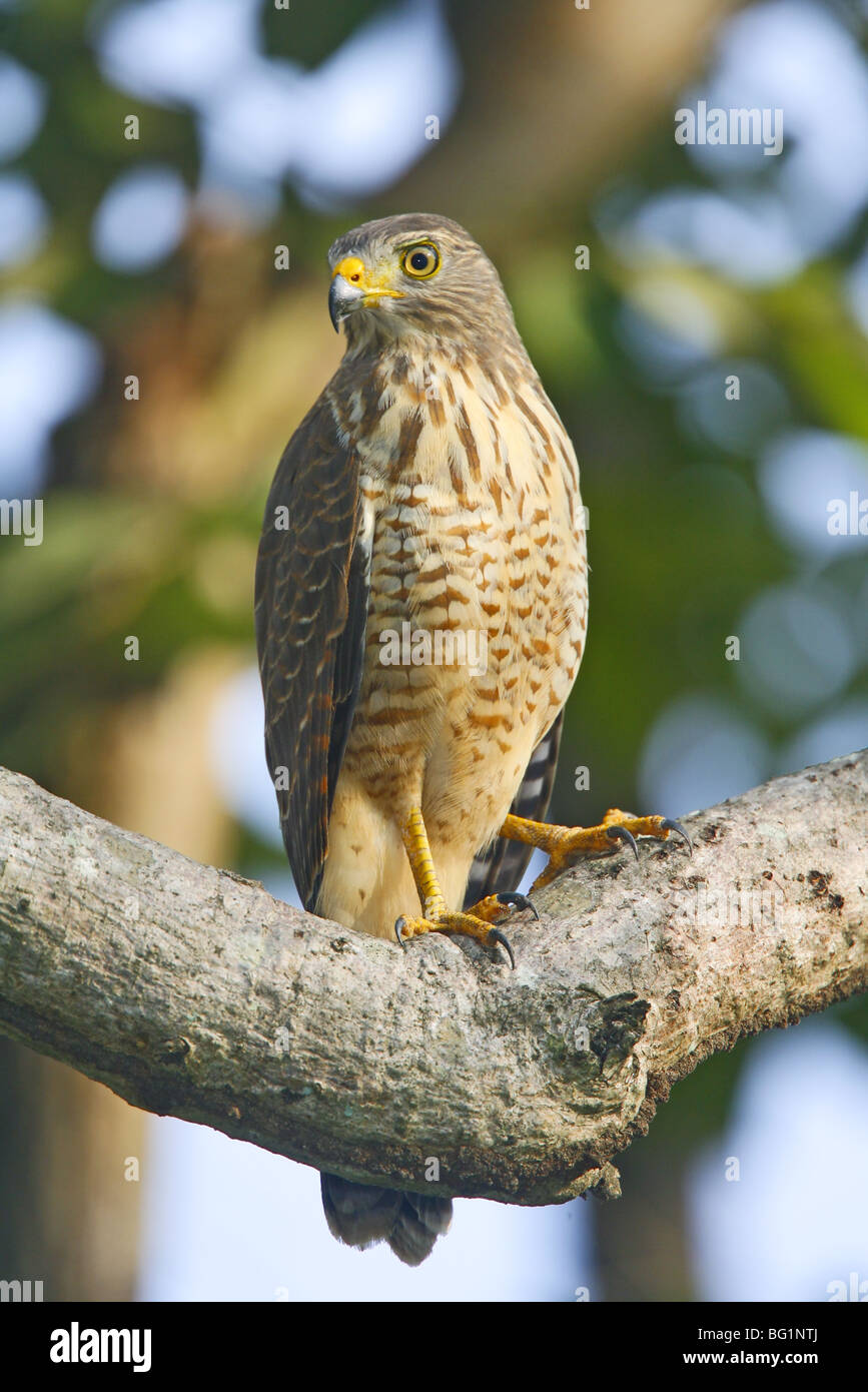 Roadside hawk hi-res stock photography and images - Alamy