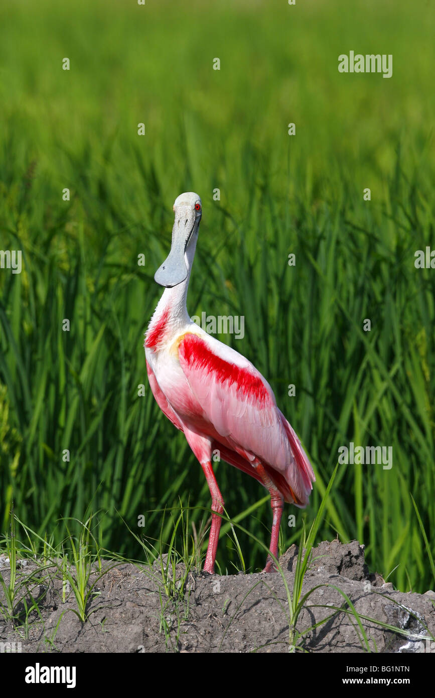 Roseate spoonbill hi-res stock photography and images - Alamy
