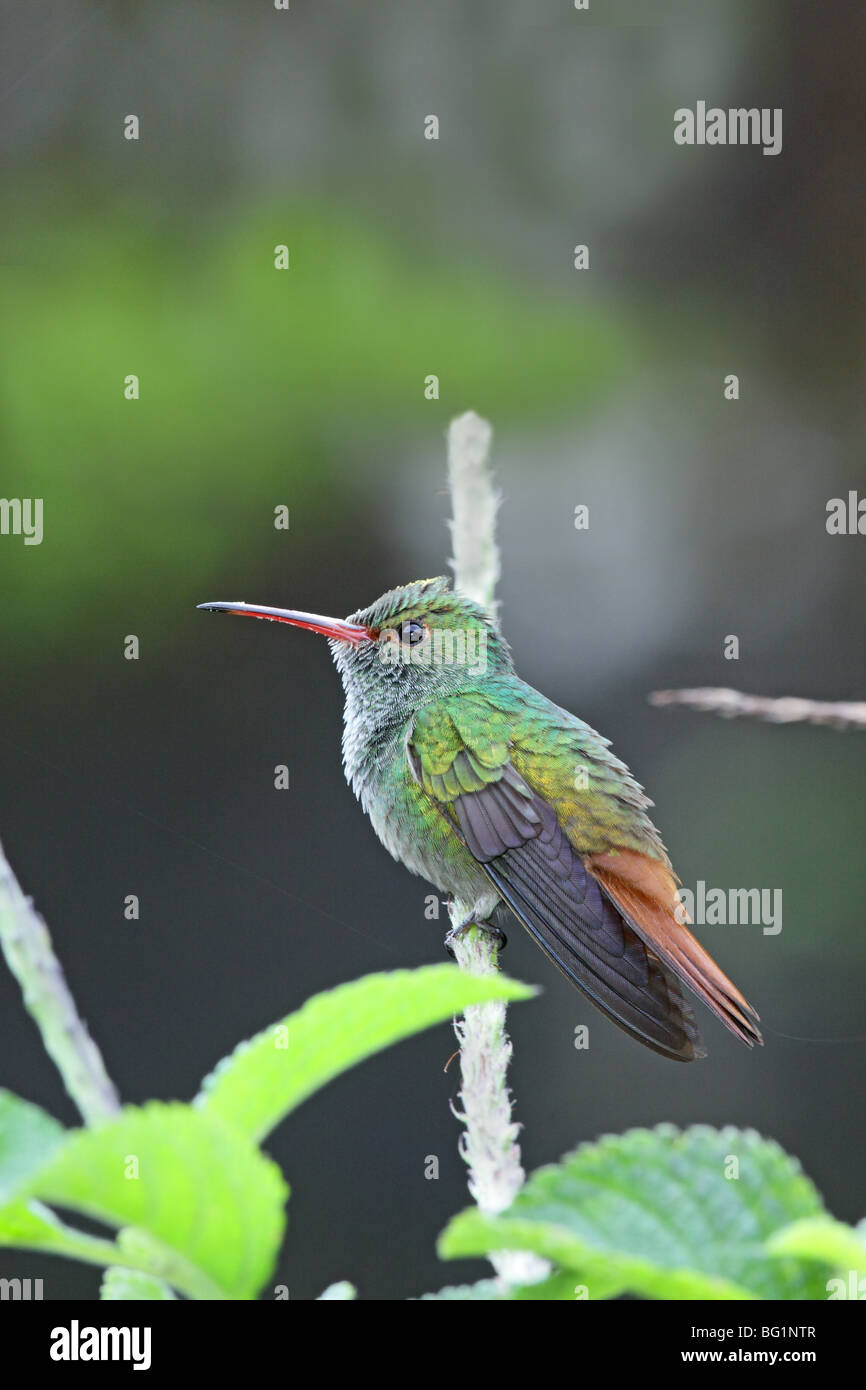 Rufous tailed Hummingbird Stock Photo - Alamy