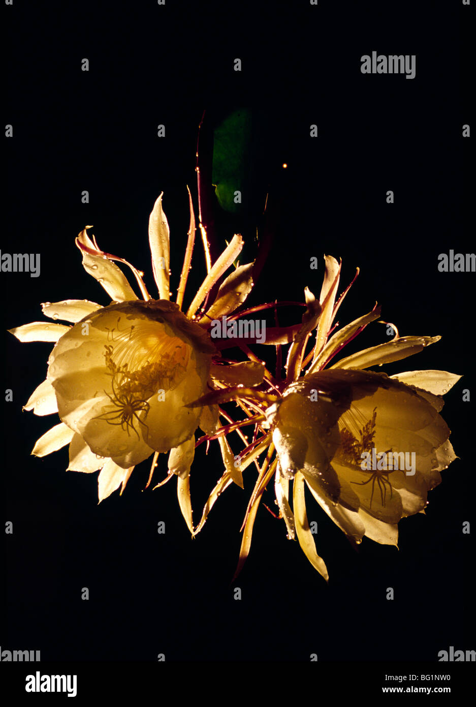 Lady night orchid hi-res stock photography and images - Alamy