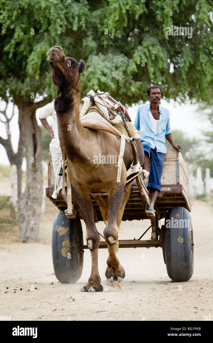 Camel Cart High Resolution Stock Photography and Images - Alamy