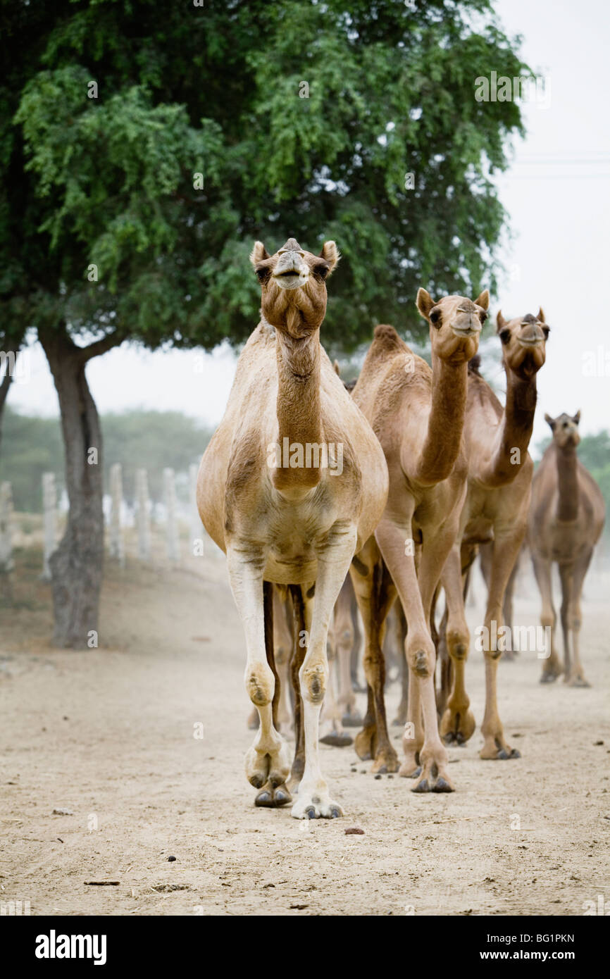 Young camels in Camel Breeding and Research Center in Bikaner ...