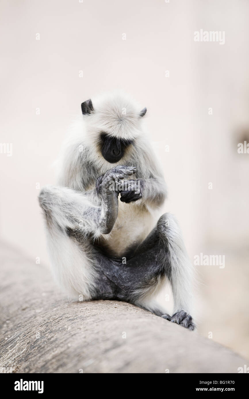 Monkey foot hi-res stock photography and images - Alamy