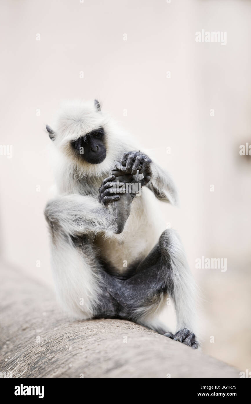 Hanuman langur (gray or grey langur) cleaning his feet in Shekhawati ...
