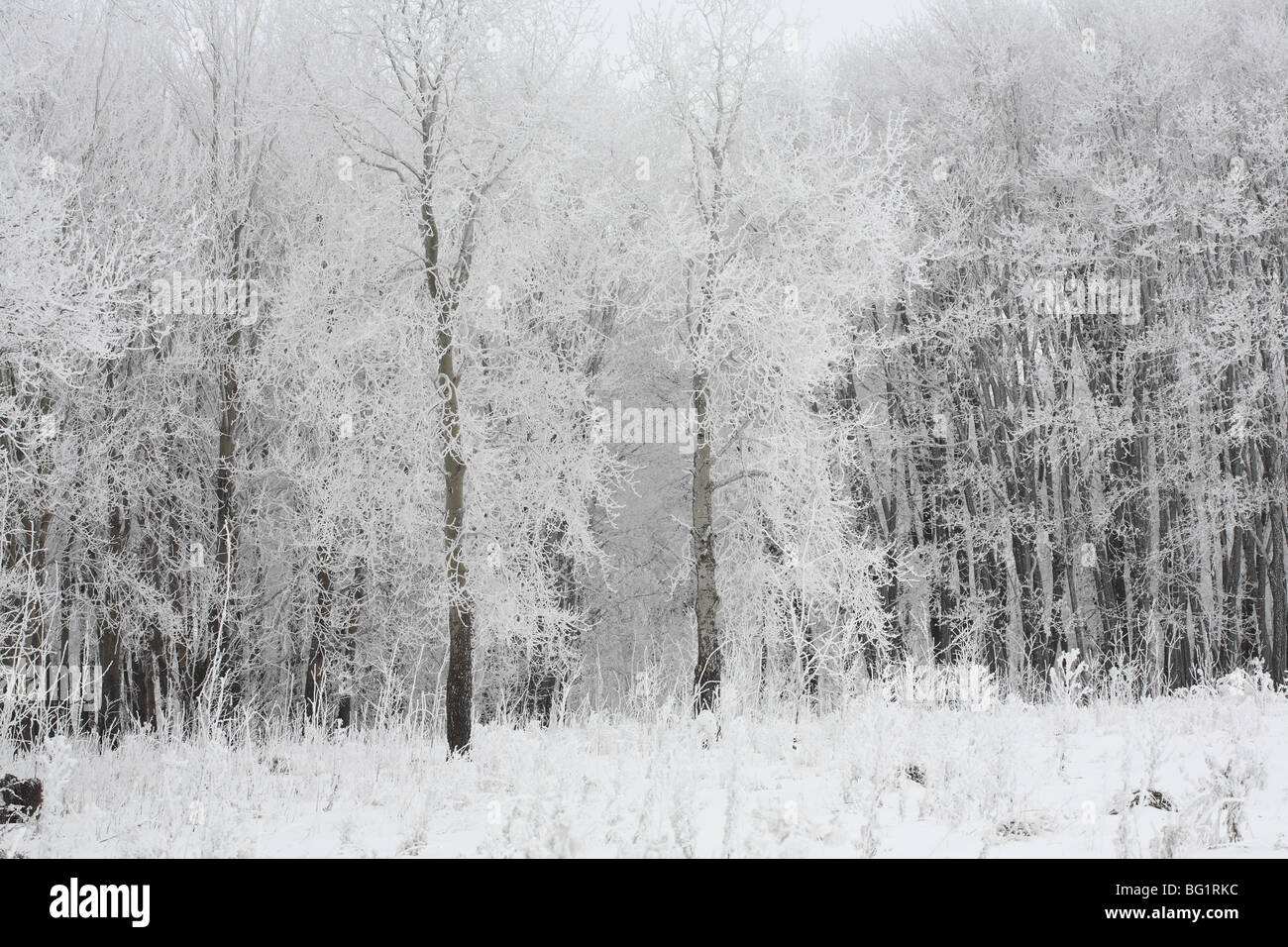 Aspen tree lane hi-res stock photography and images - Alamy