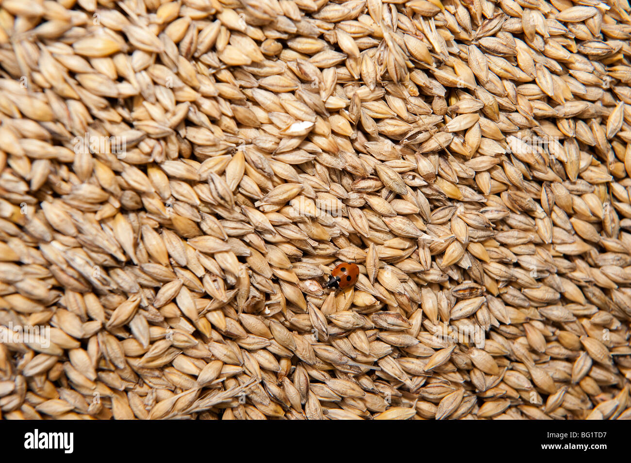 Newly harvested barley crop with a ladybird walking across Stock Photo ...