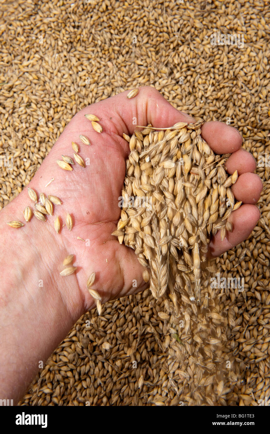 Hand pouring harvested barley Stock Photo - Alamy