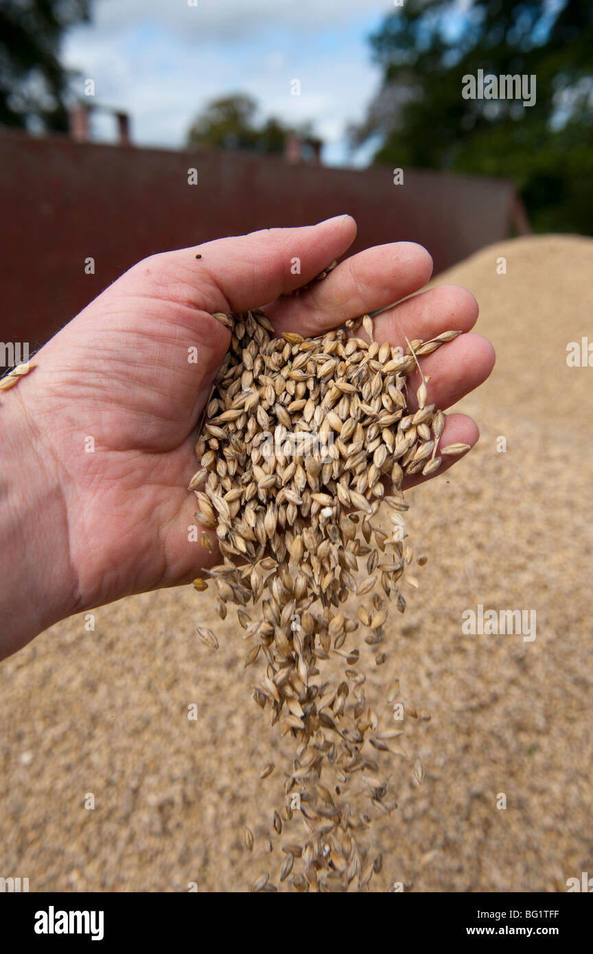 Hand pouring harvested barley Stock Photo - Alamy
