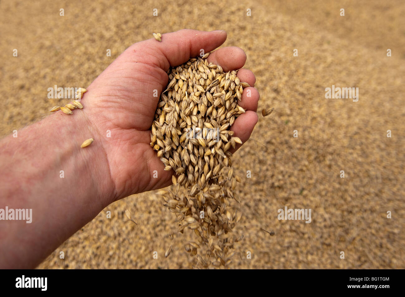 Hand pouring harvested barley Stock Photo - Alamy