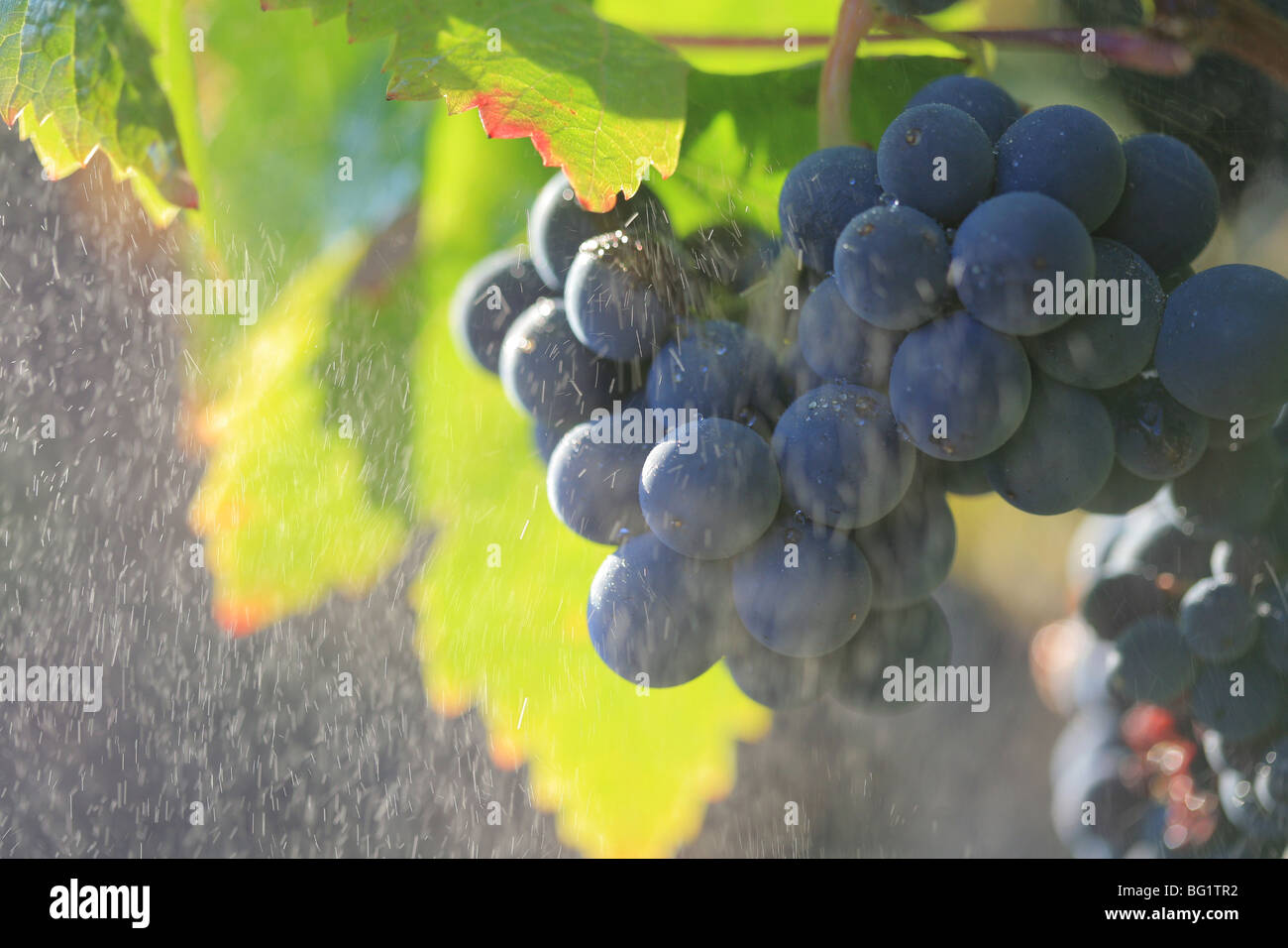 Vine grape at the vine plant, Rioja wine region, Spain Stock Photo - Alamy