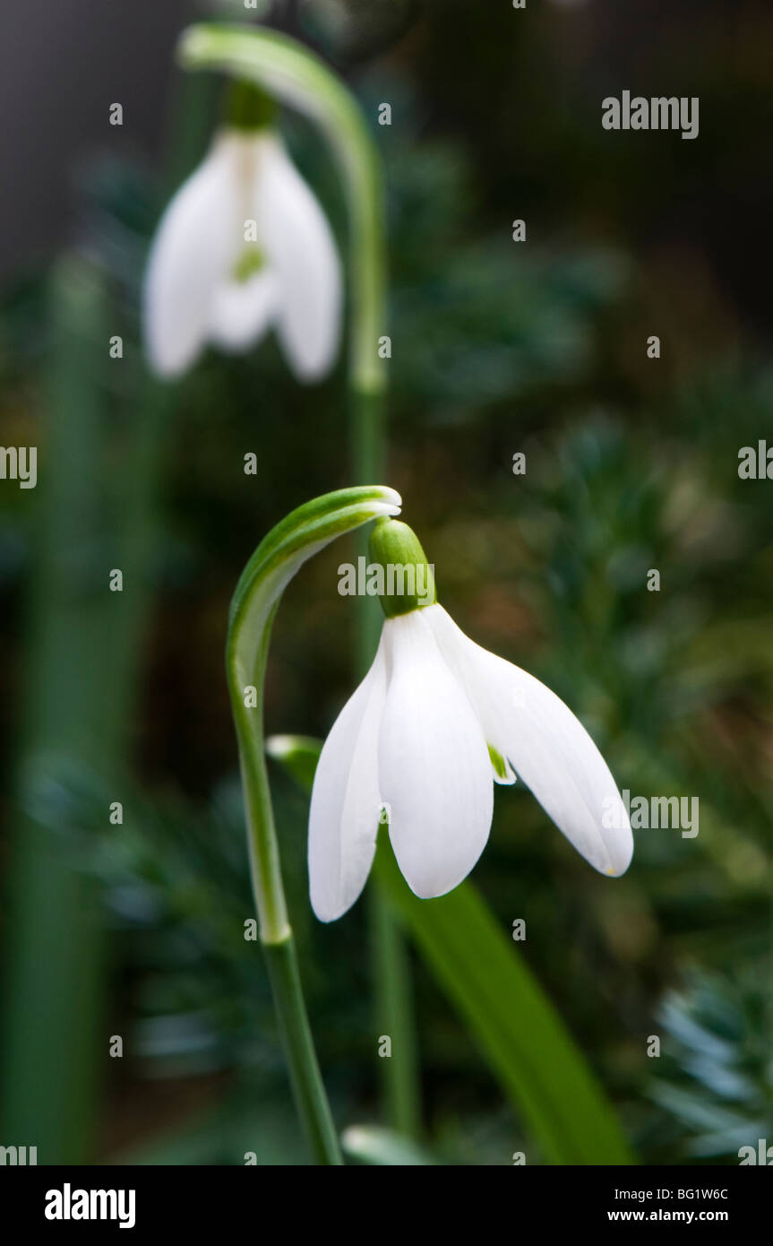 Flower british snowdrop hi-res stock photography and images - Alamy