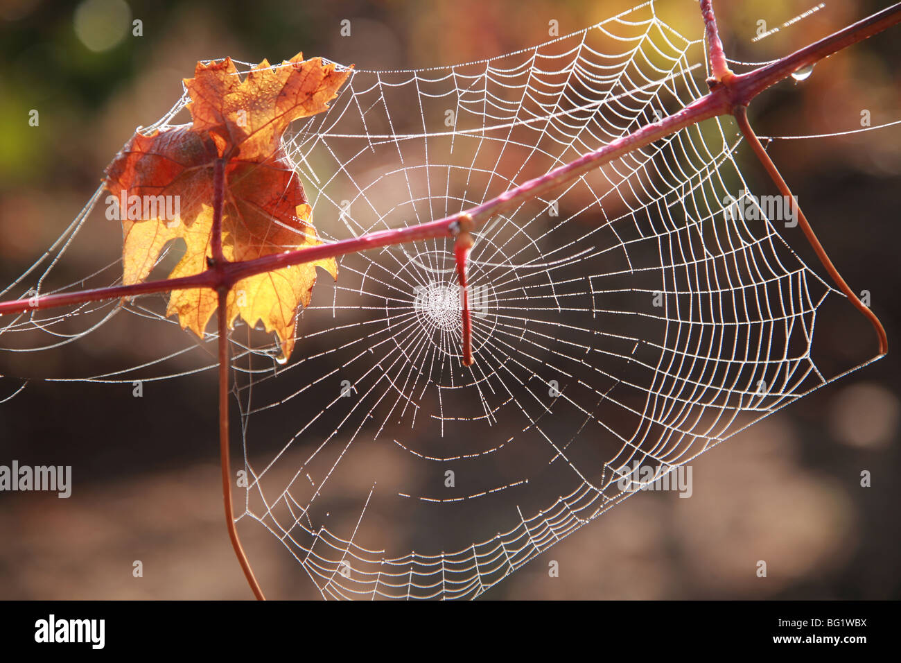 Spider web hi-res stock photography and images - Alamy