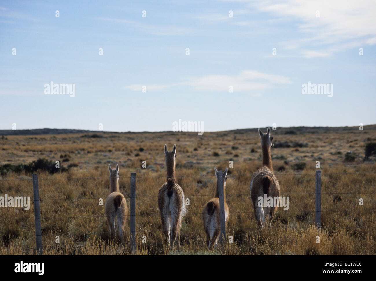 Guanacos hi-res stock photography and images - Alamy