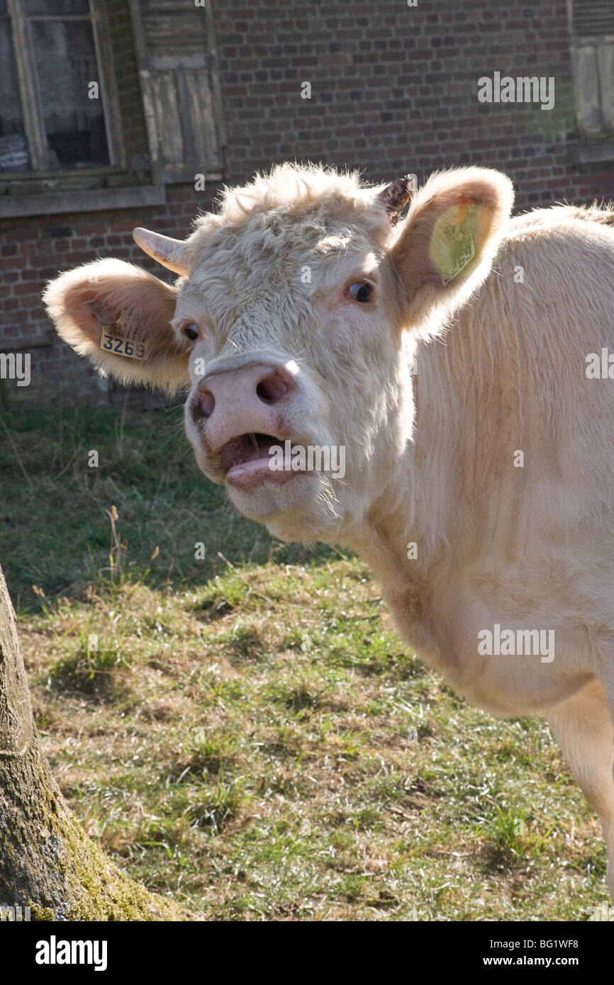 Calf mouth hi-res stock photography and images - Alamy