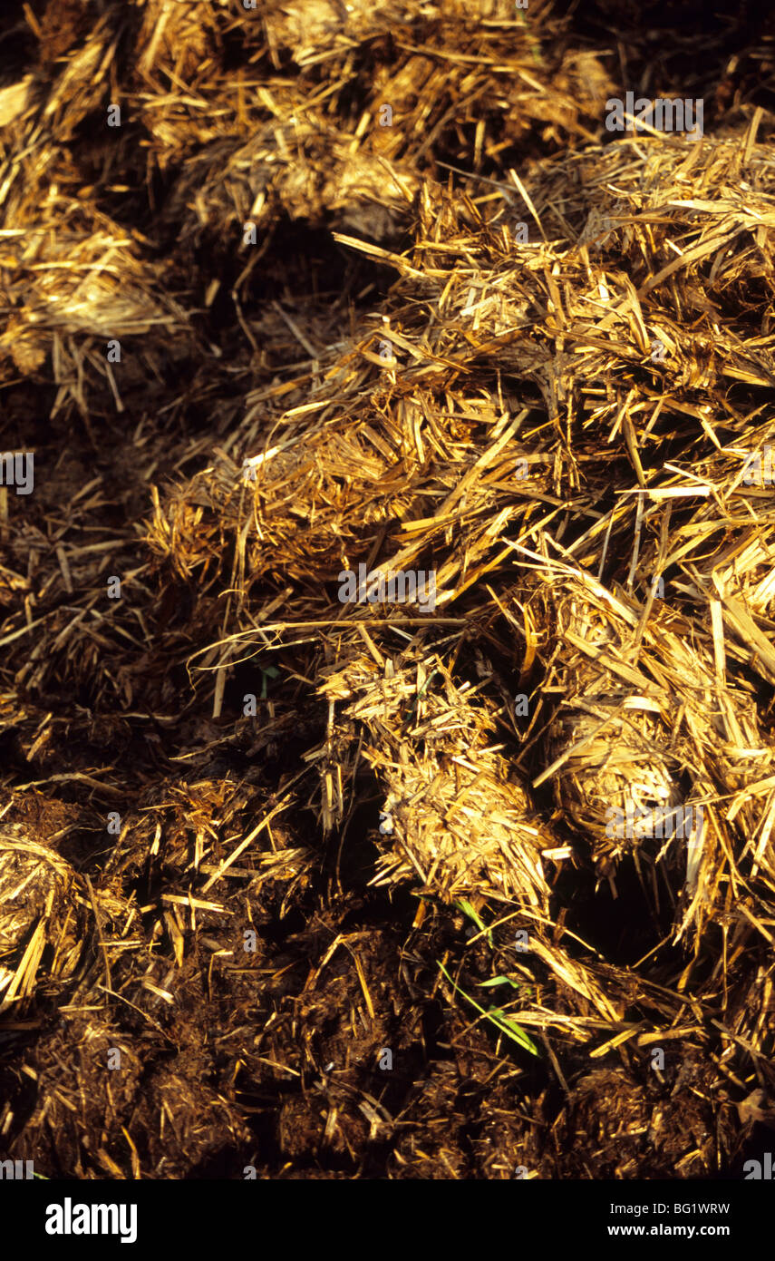 A Pile Of Rotting Manure Stock Photo - Alamy