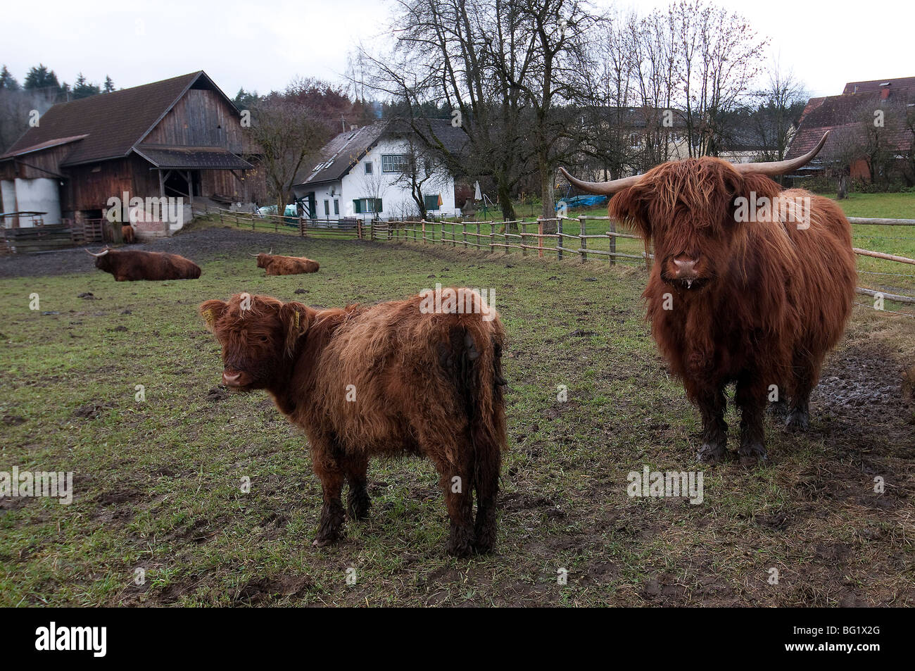 Farm animal cow in hi-res stock photography and images - Alamy