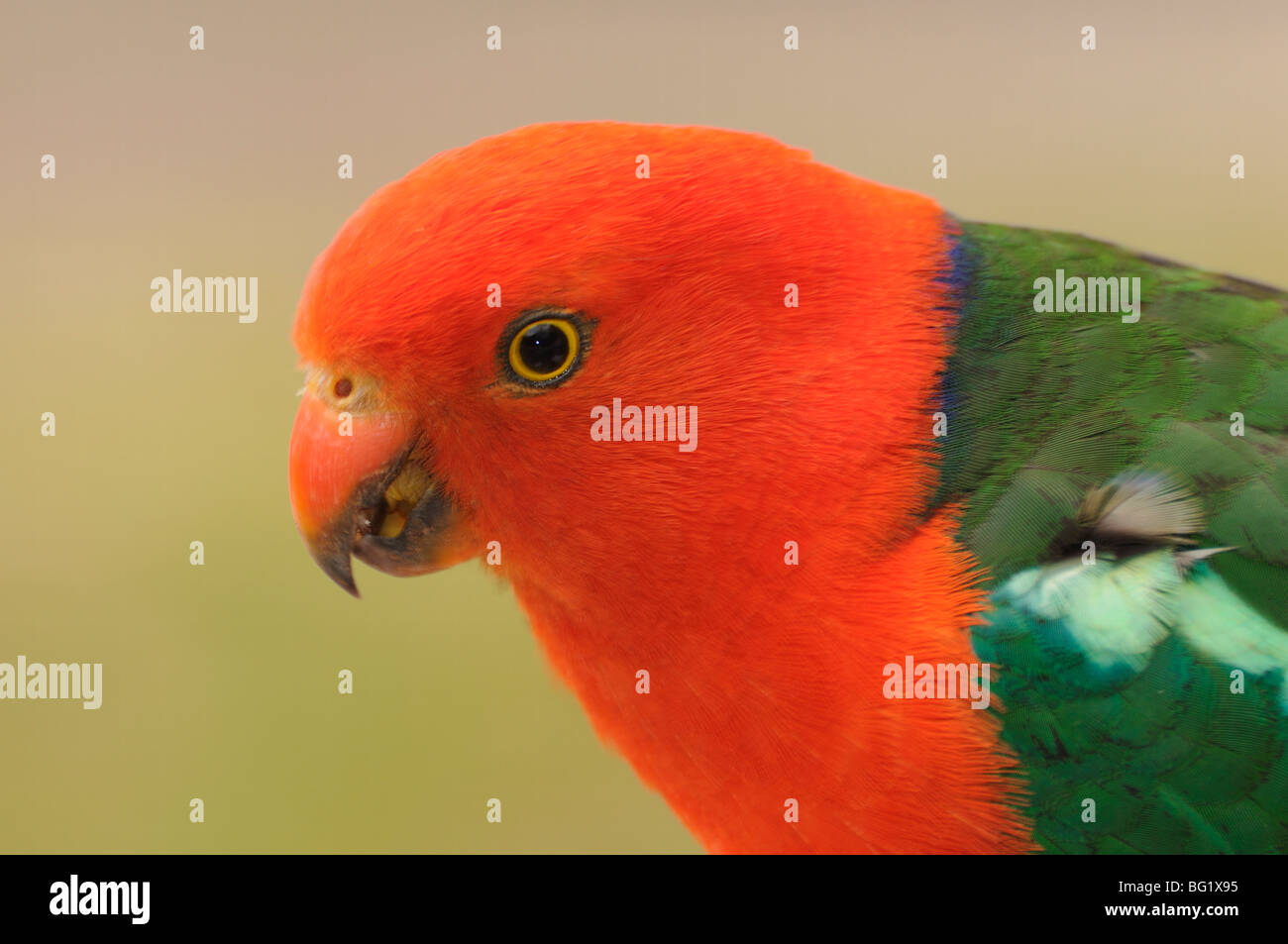 Australian King Parrot, Dandenong Ranges National Park, Victoria ...